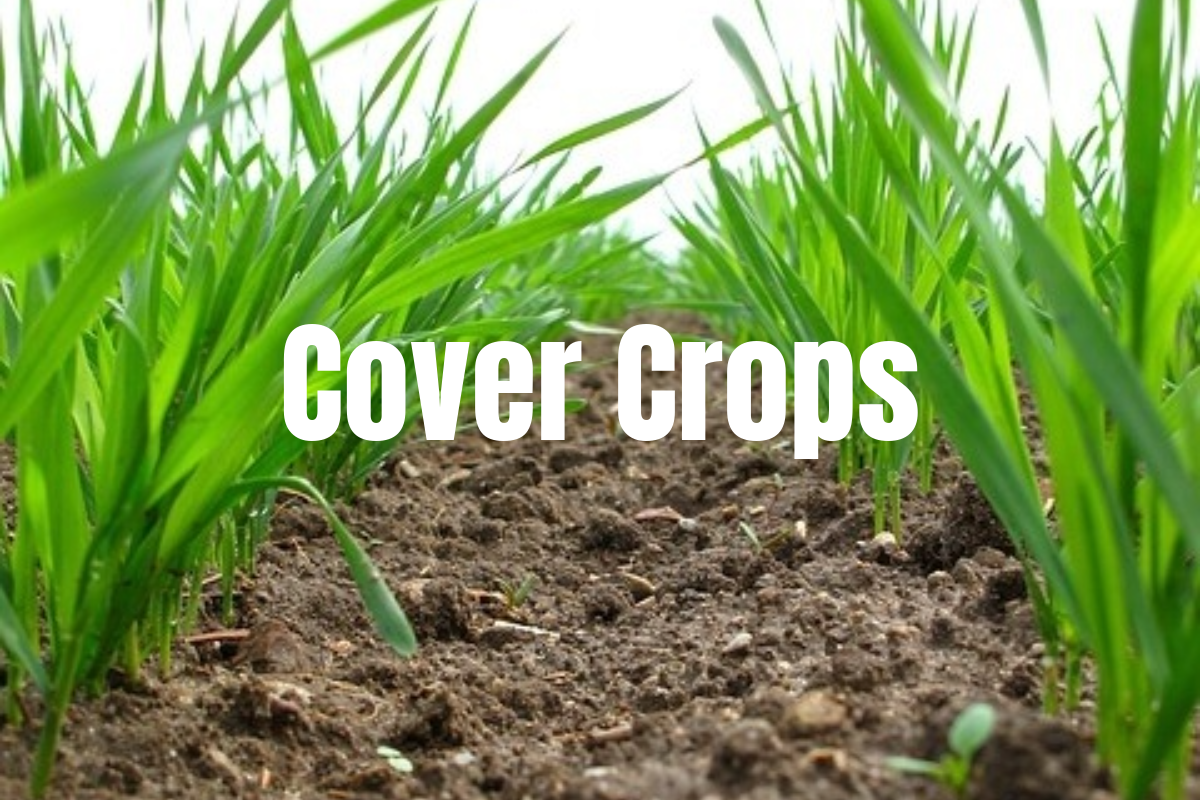 Getting Started with Cover Crops | Serving Boone, DeKalb and Ogle Counties | Illinois Extension ...